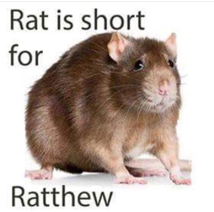 If Matt Is Short For Matthew Is 9GAG if-matt-is-short-for-matthew-is-9gag