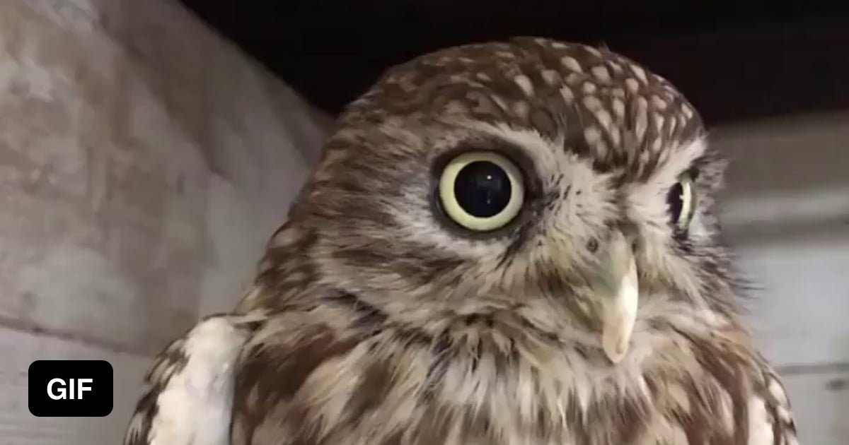 Owl puffing up - 9GAG