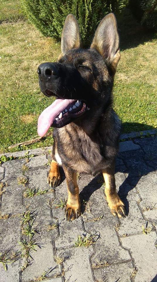 My doge feels the summer - 9GAG