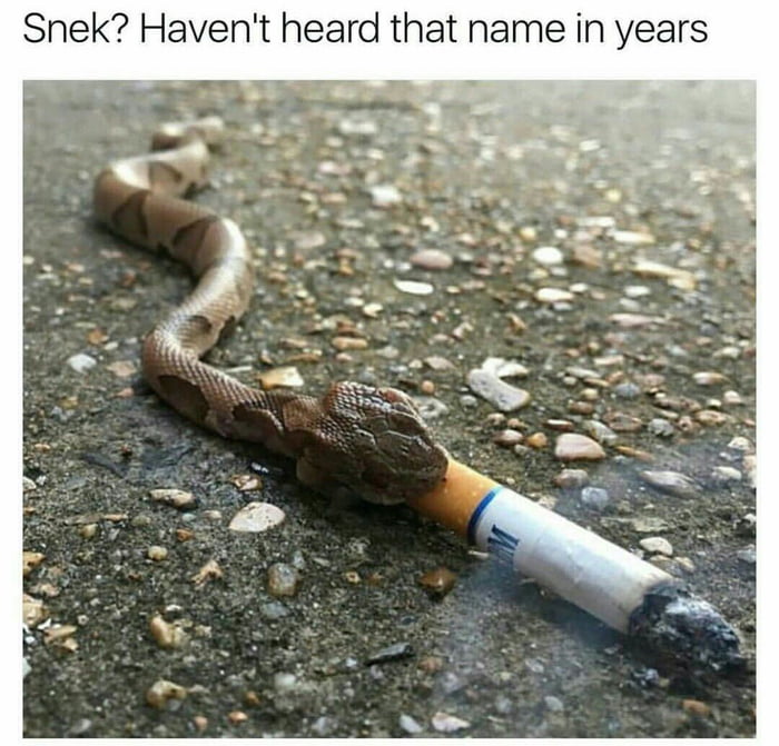 It's ya boi, skinny snek - 9GAG
