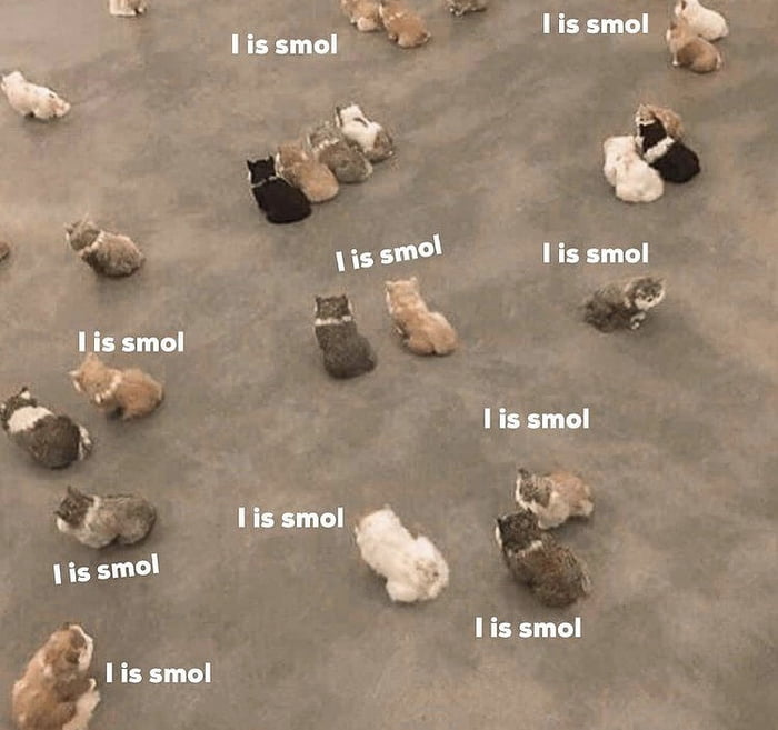 Smol things . - 9GAG