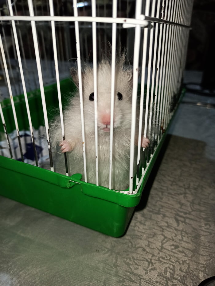Let me out! P.s. No hamster were harmed during the photo shoot. - 9GAG