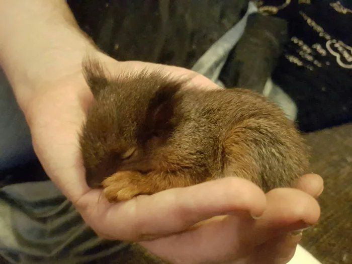This was the first squirrel I ever cared for. Since then I helped ...