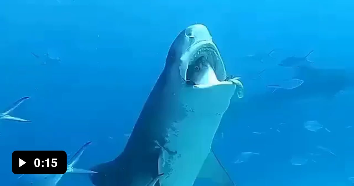 There's always a bigger fish. - 9GAG