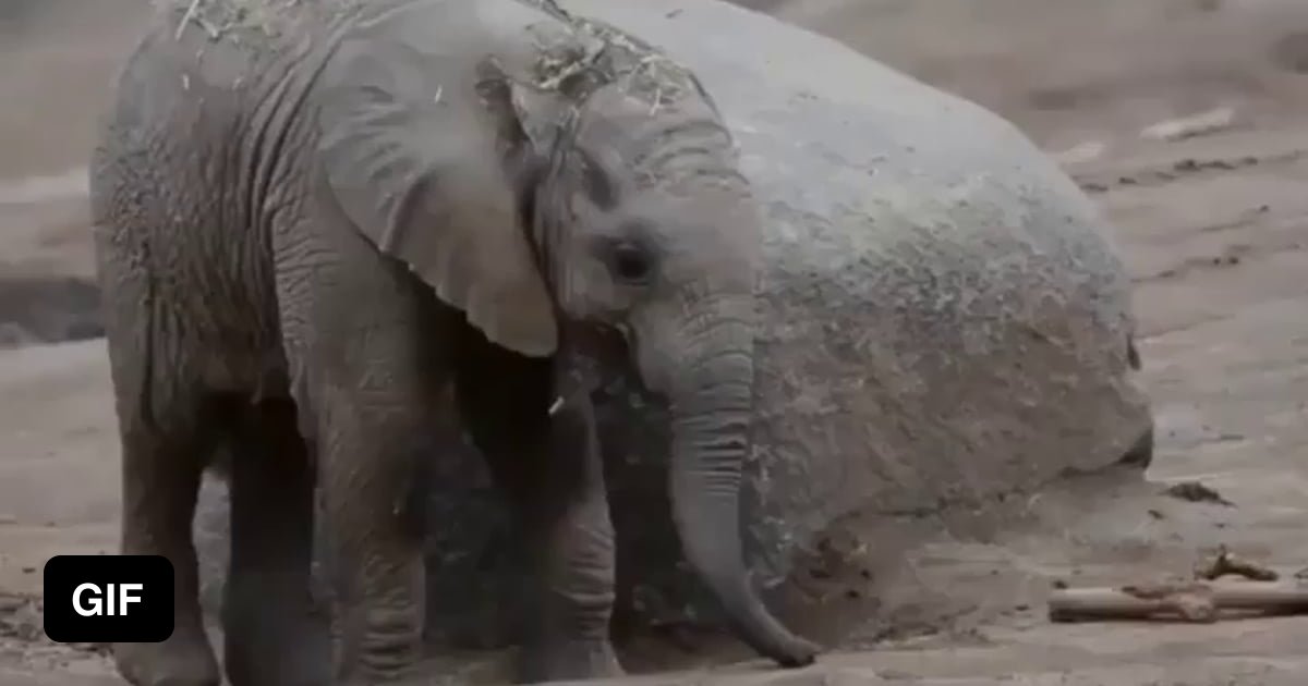 Young elephant shows off his new balancing stick trick - 9GAG