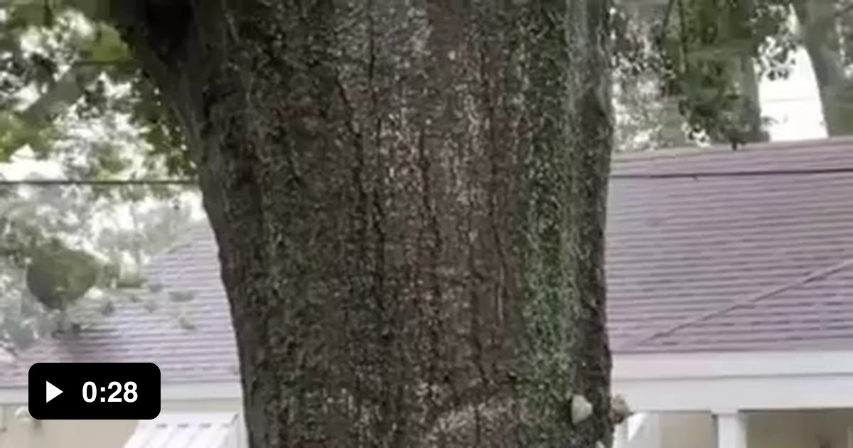 Heavy winds and rain cause a tree trunk to split - 9GAG