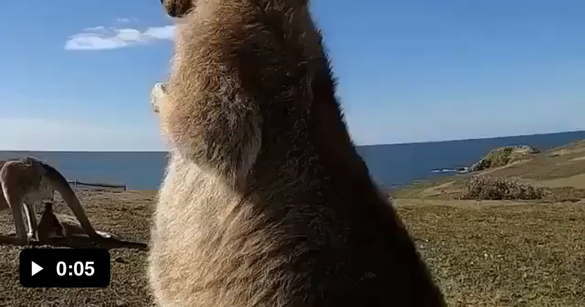 Nothing, just chilling. - 9GAG