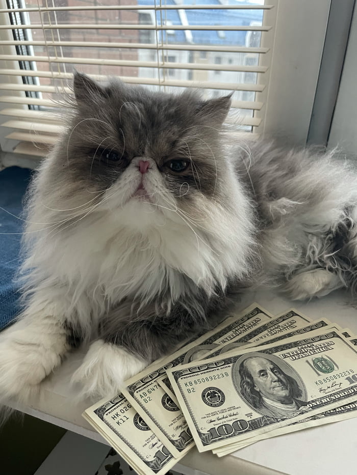 This is my money magnet cat Tyson. Like for a whole year of prosper! - 9GAG