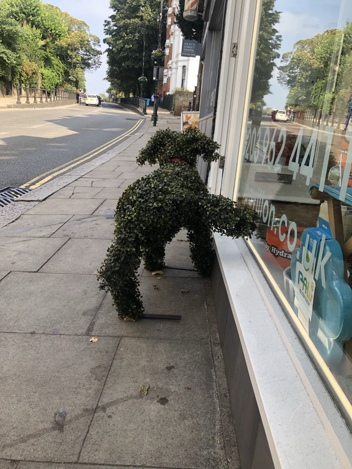 Nice pose doggo - 9GAG