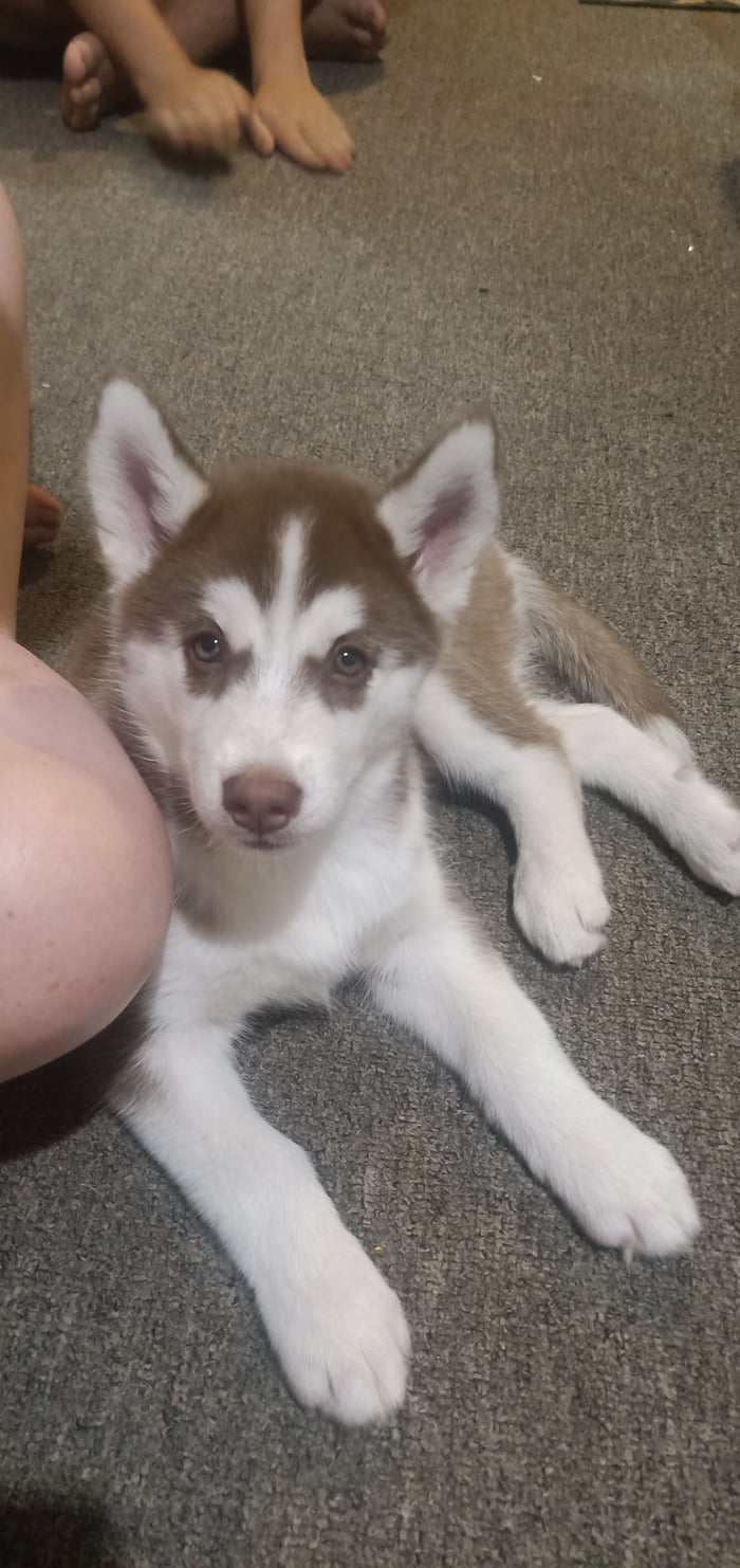 This soft fuzzy fluffy husky puppy. - 9GAG