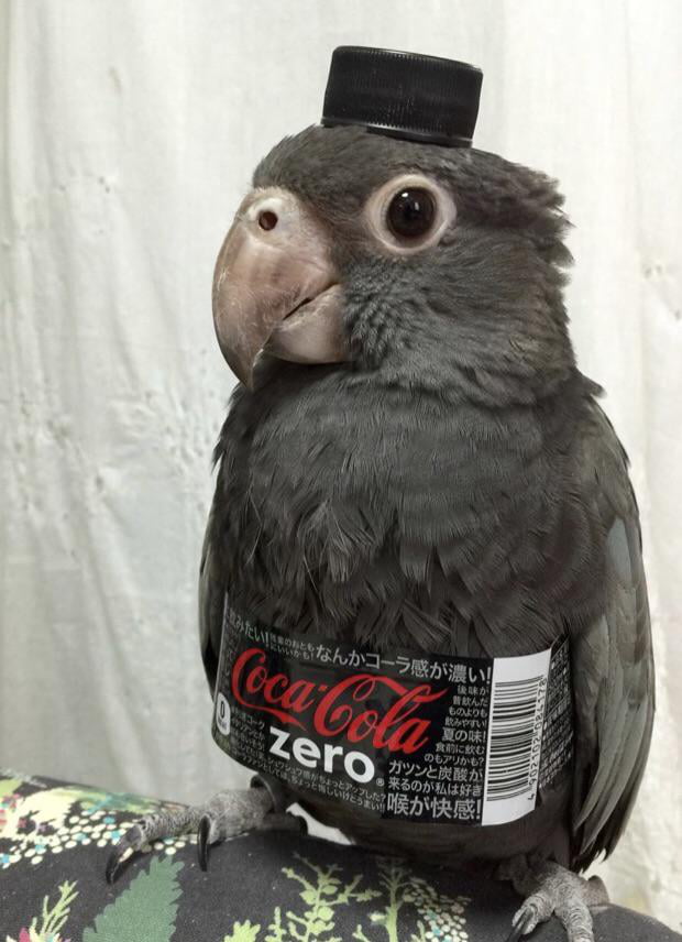 Cola bird - 9GAG