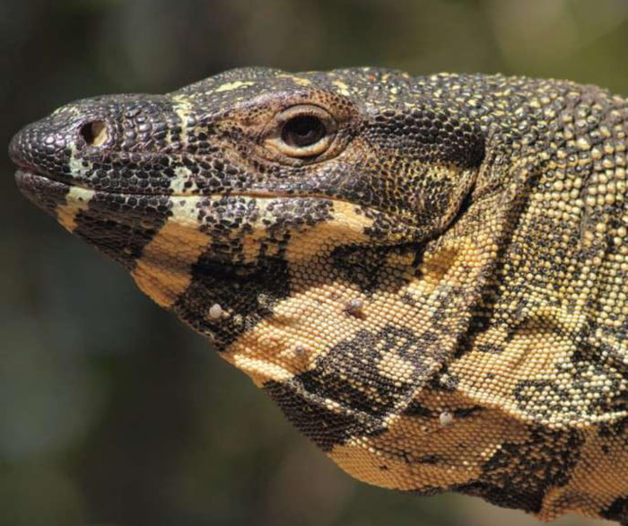 The judging lizard judges you guilty of warcrimes In Yemen - 9GAG