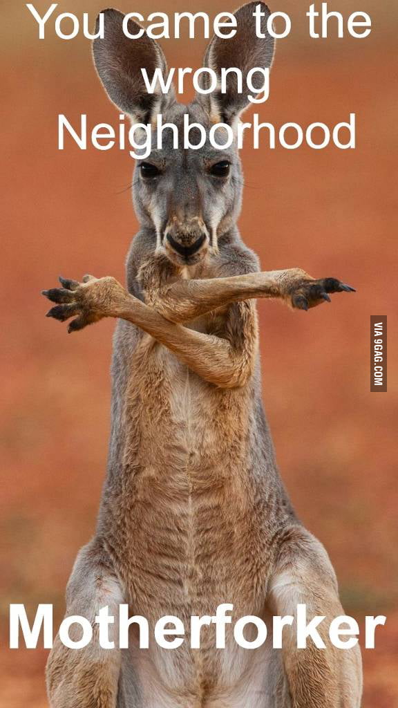 Badass Kangaroo - 9GAG