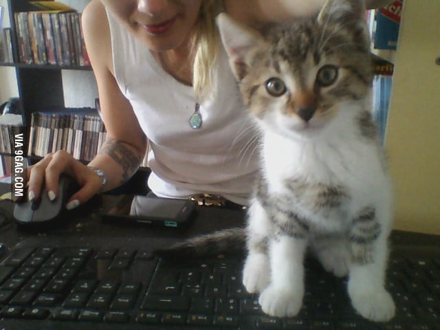 My cat is a 9gagger too :D - 9GAG