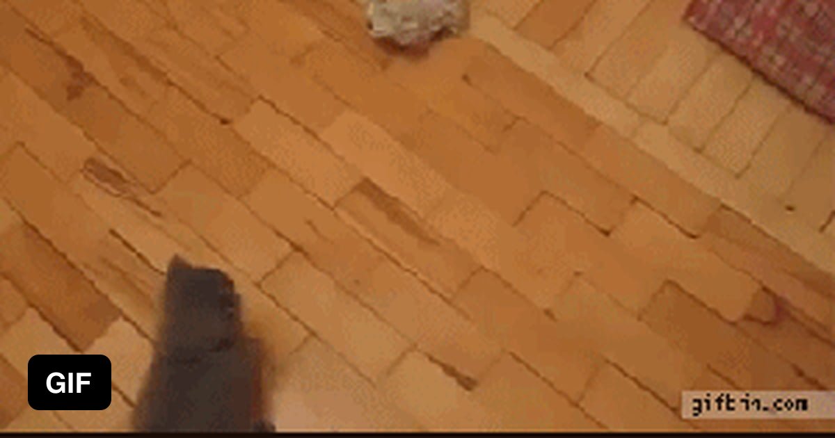 Flying kitty dropkick - 9GAG