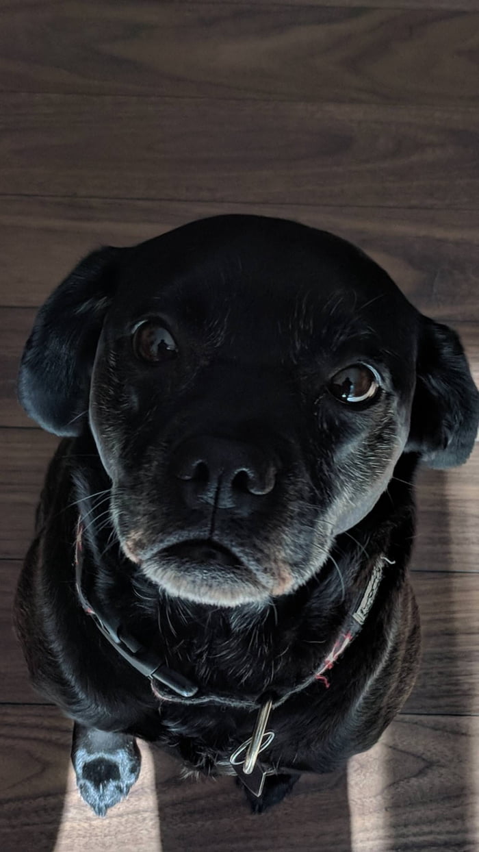 Lab/Pug doggo! - 9GAG