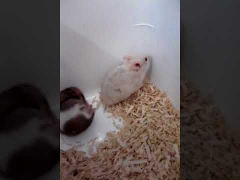 Very funny hamster - 9GAG