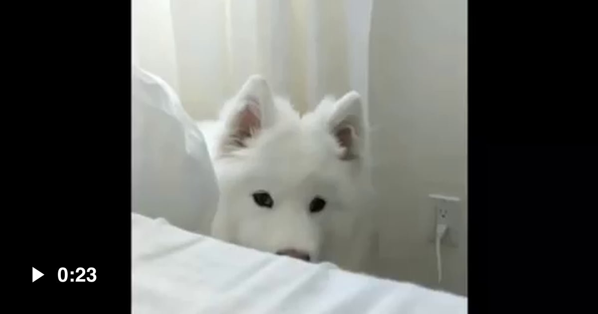 Floofy boy makes a woof - 9GAG