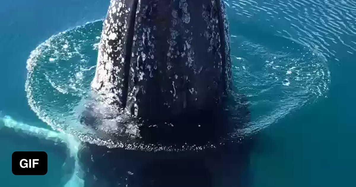Humpback pirouette creates a small whirlpool. - 9GAG