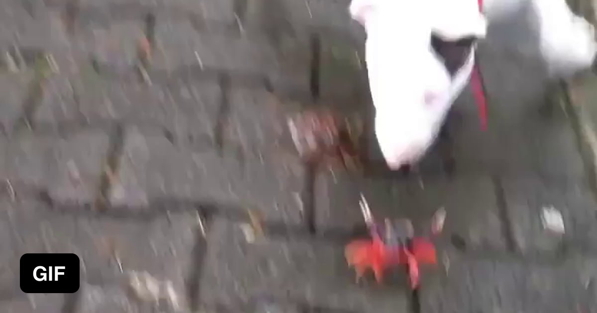 Bull terrier meets a crab. - 9GAG
