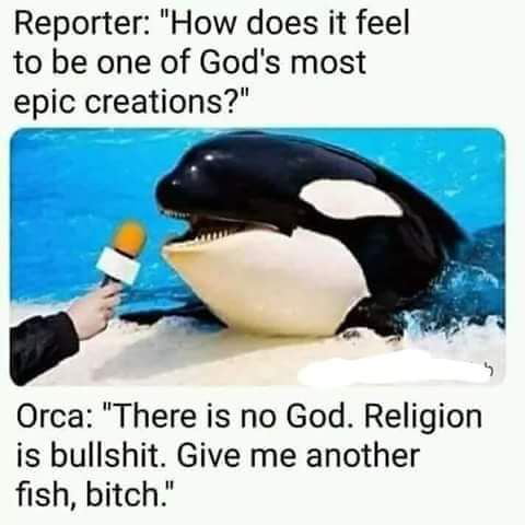 Don't piss off Orca. - 9GAG