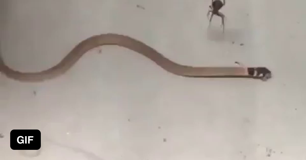 Nope nope and a nope rope!! - 9GAG