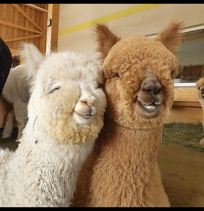 Two llamas enjoying each other - 9GAG