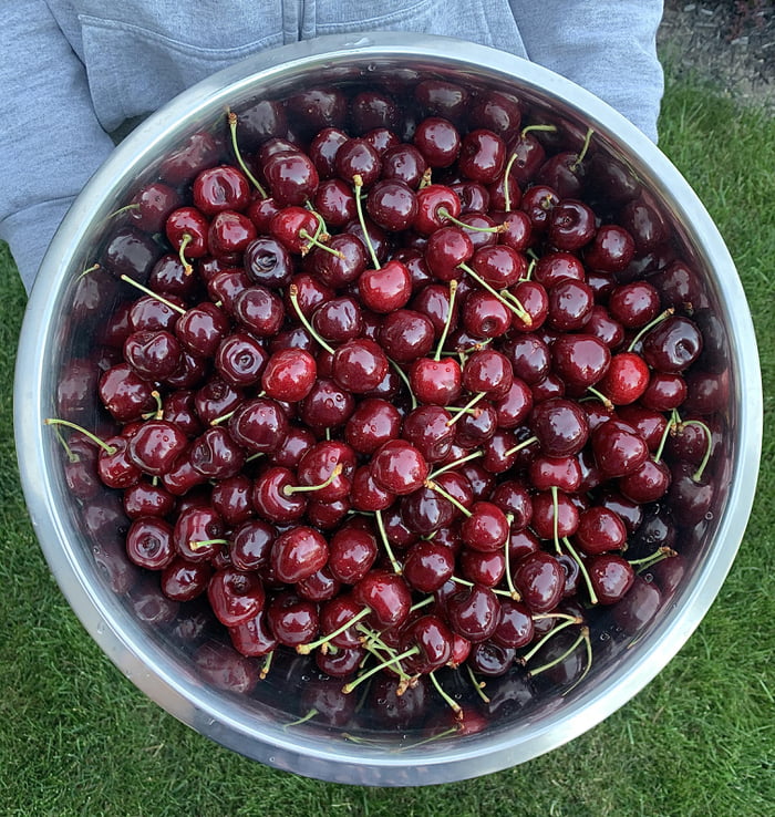 10lbs of beautiful freshly picked BC cherries! - 9GAG
