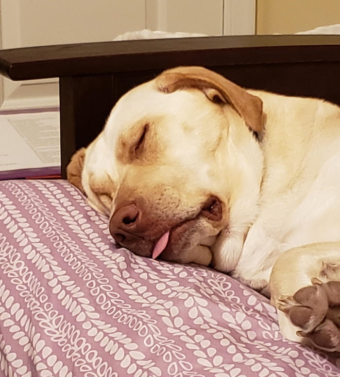 Sleepy Mlem - 9GAG