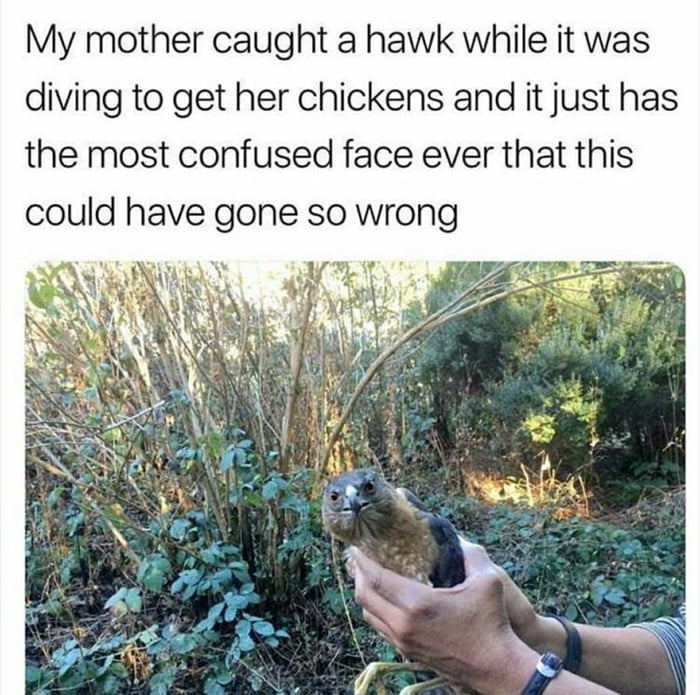 : the risk was calculated, but boy am i bad at math - 9GAG