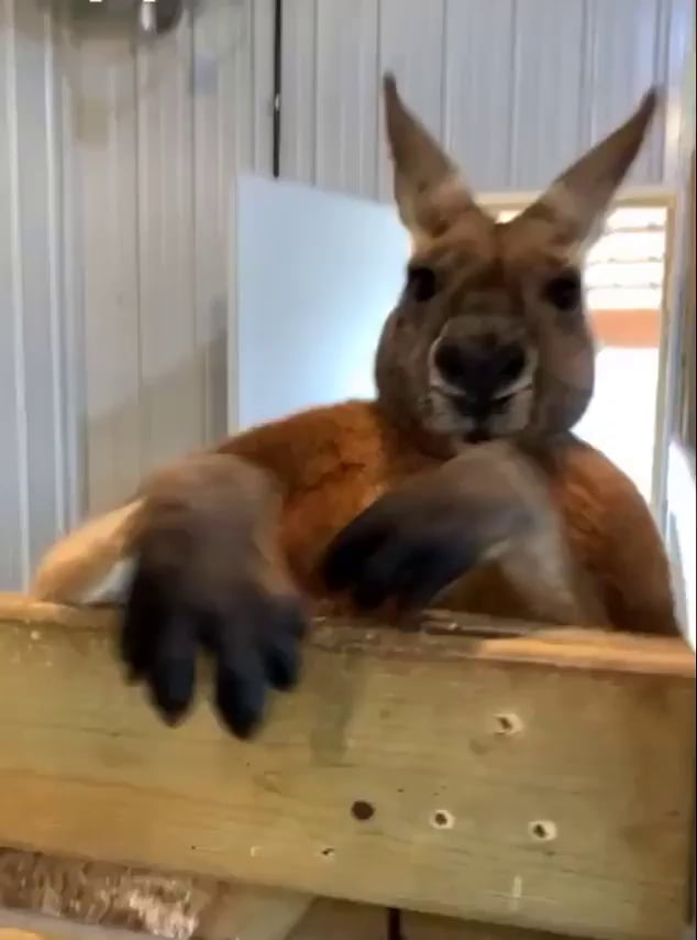 Swole Kangaroo - 9GAG