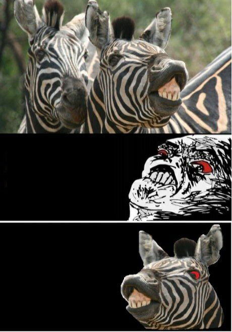 Zebra Meme - 9GAG