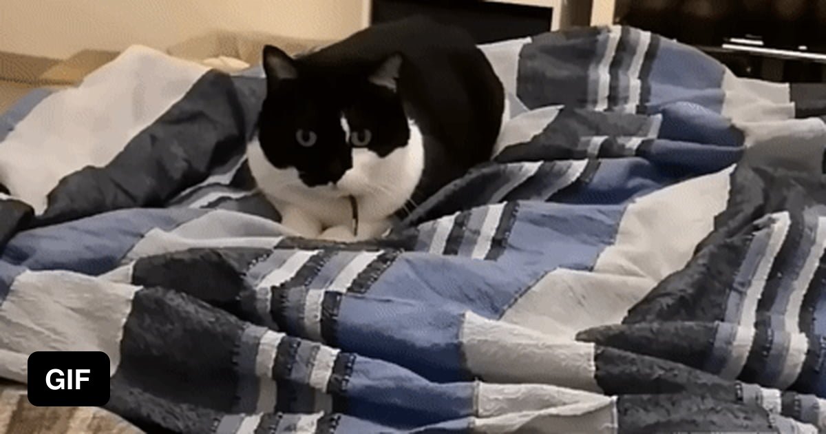 Cat goes in full killer mode - 9GAG