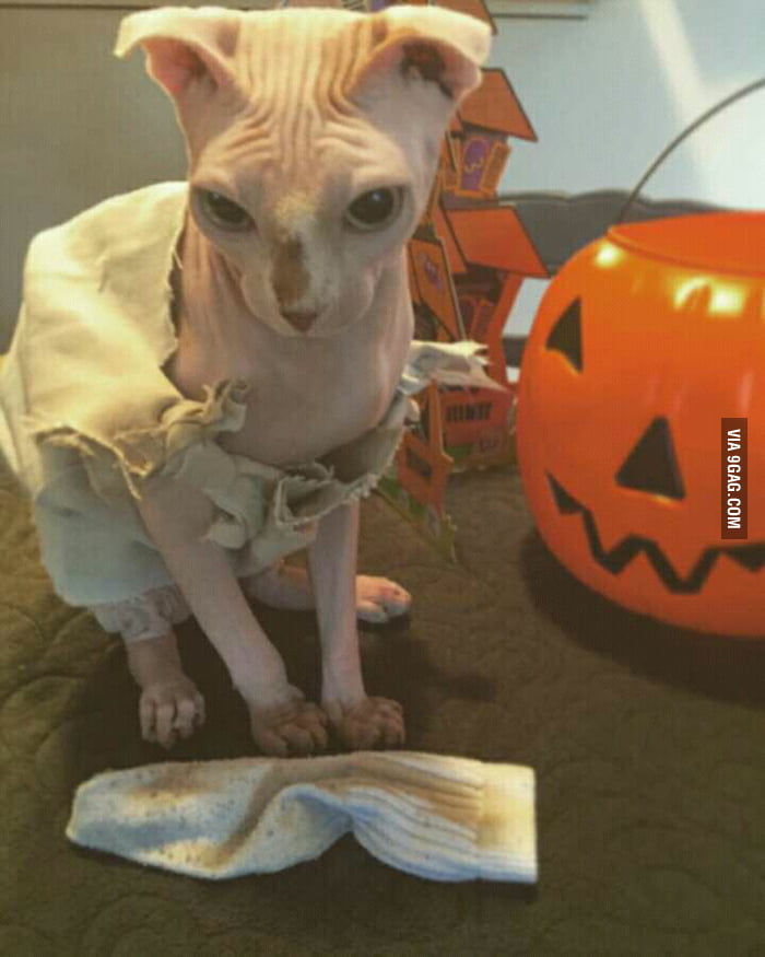 Dobby have sock and he is free now !!! - 9GAG