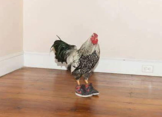 Here's a picture of a chicken wearing some Nikes - 9GAG