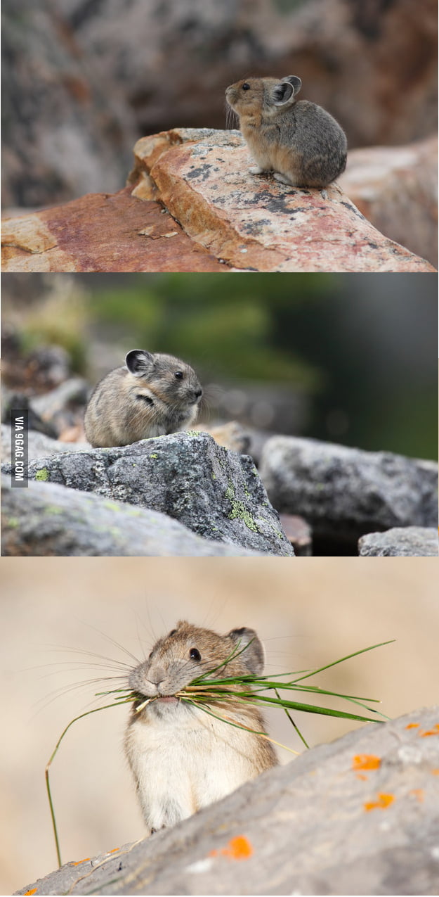 This is a Pika - 9GAG