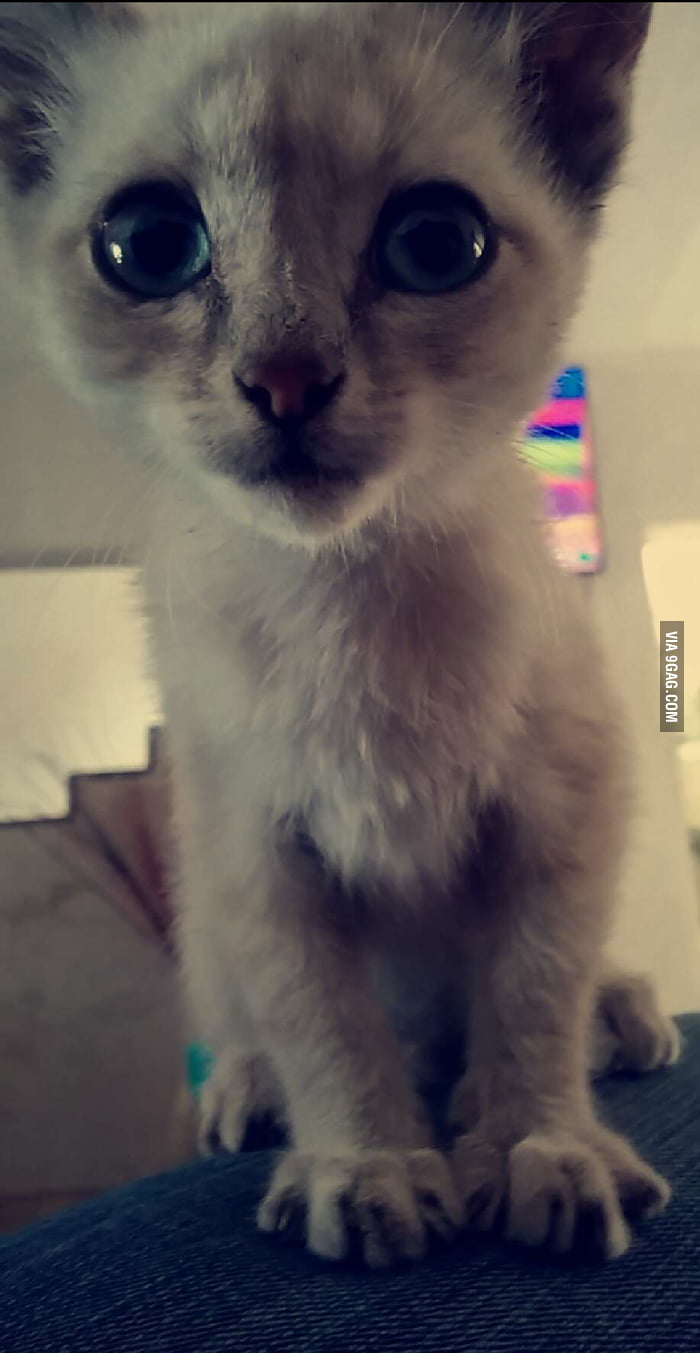 Cute big eyes - 9GAG