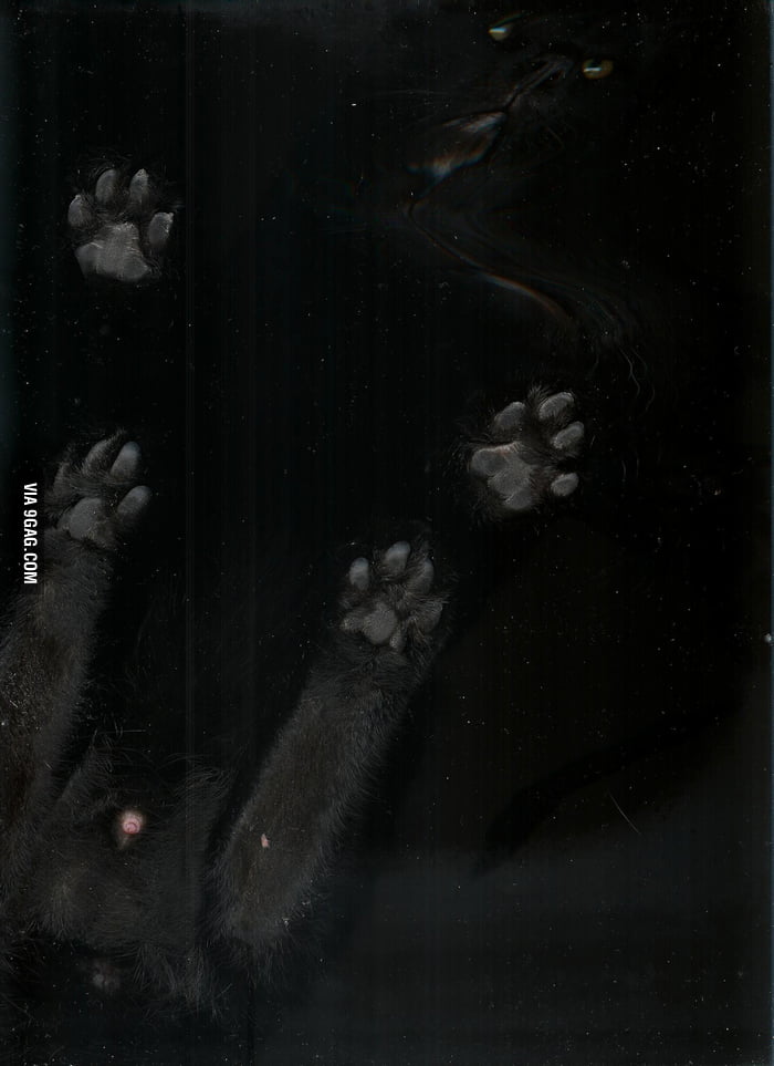 Got cat to stand still on scanner, note the balls - 9GAG