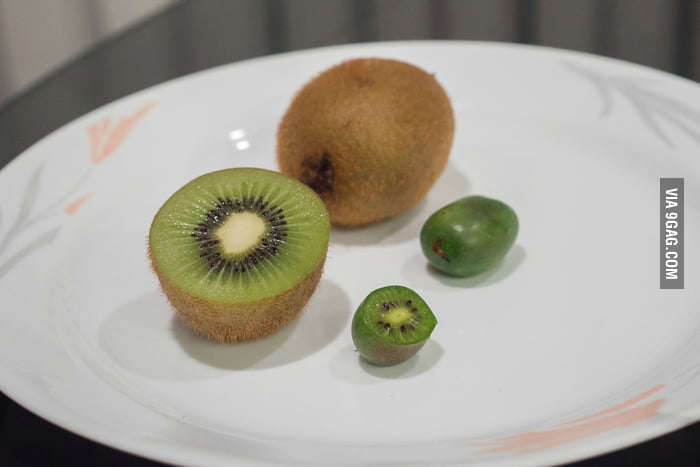 Kiwi and its hairless baby, the Kiwi Berry - 9GAG