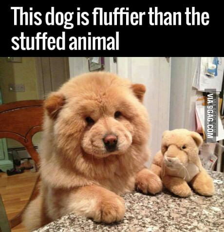 Doge>cate *grabs popcorn* - 9GAG