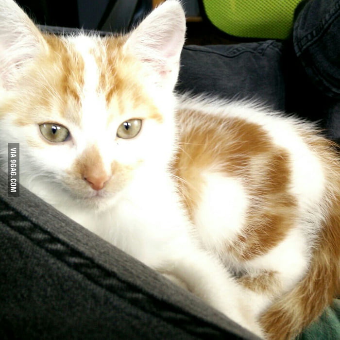 Ginger cats have souls - 9GAG