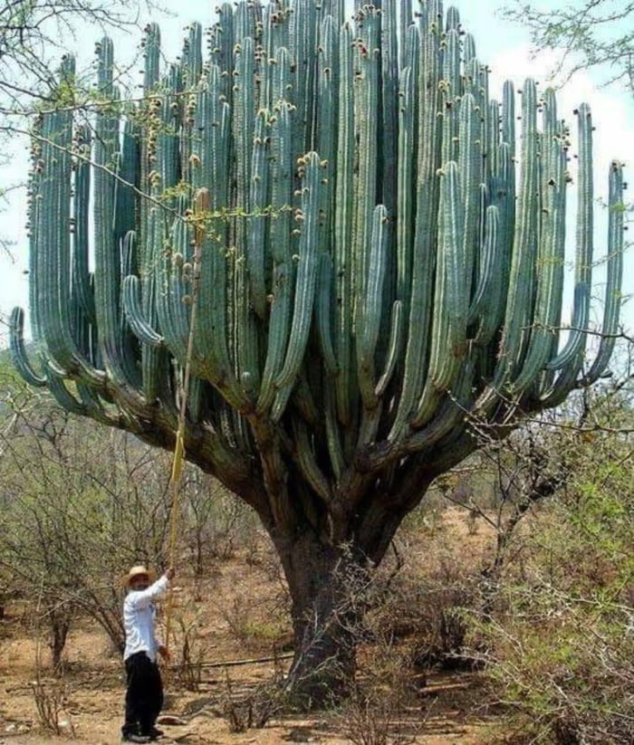 Of a cactus 🌵 - 9GAG