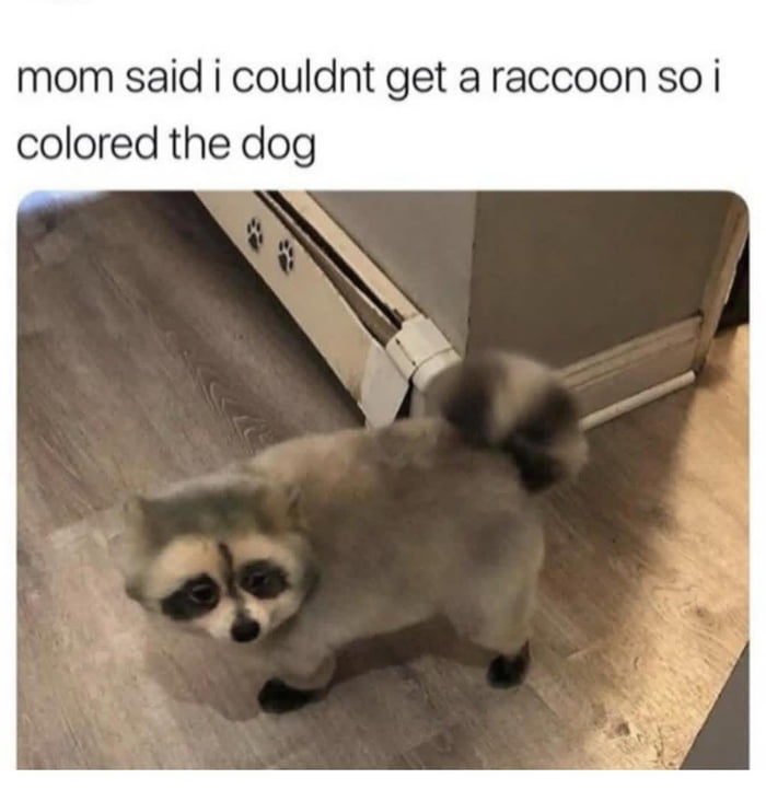 Haha, cool raccoon - 9GAG