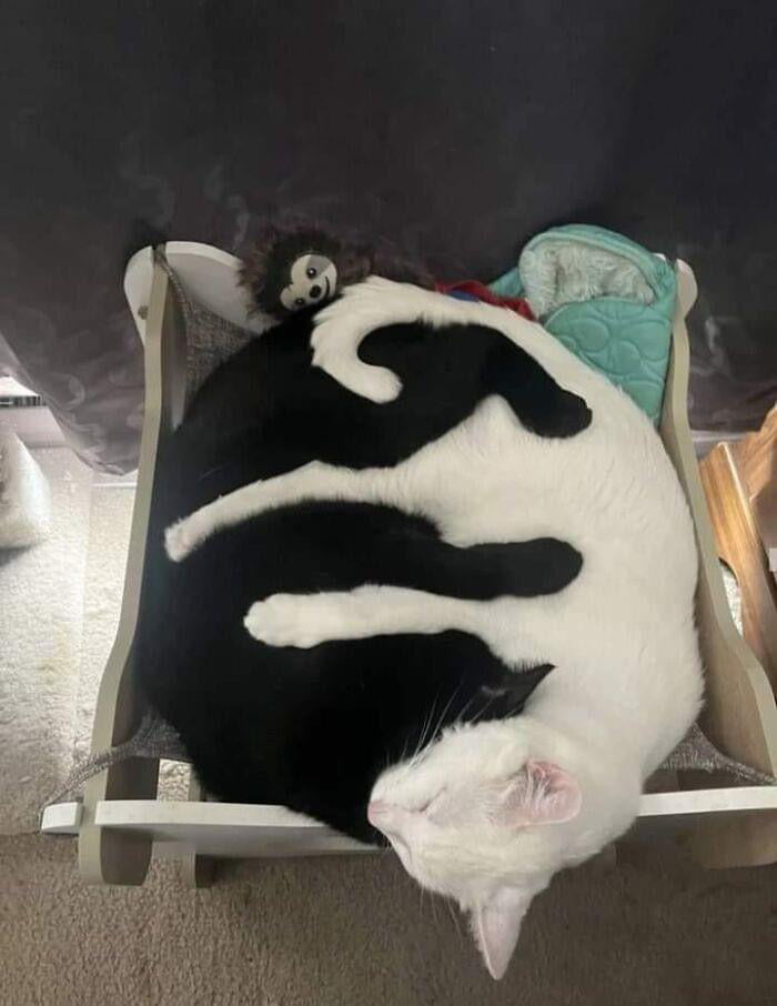 These two cats snuggled together - 9GAG