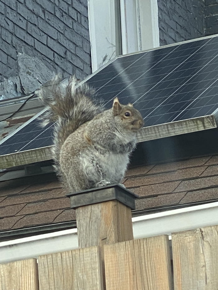 Of a winter-ready squirrel - 9GAG