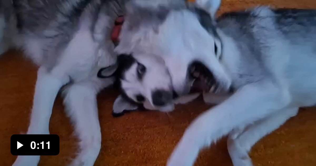 Husky Love 🤩 - 9GAG