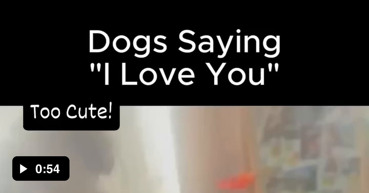 Doggo Love - 9GAG