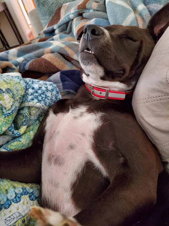 Dookie had a little too much fun at the park. - 9GAG