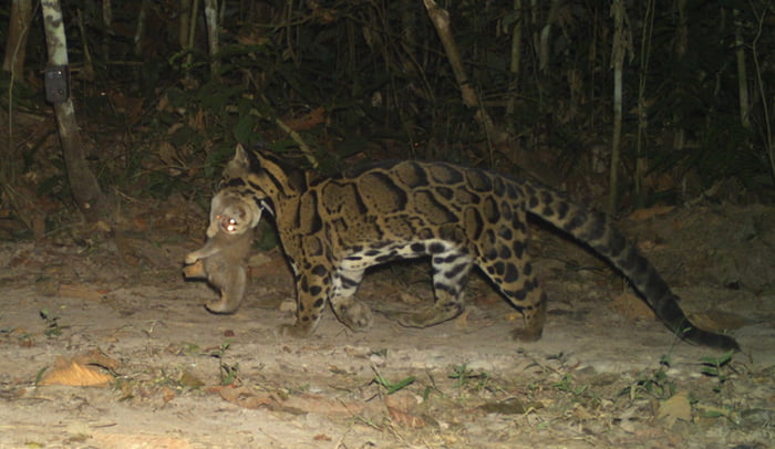 First ever photograph of a clouded leopard hunting a slow Loris (a type of bush baby like ...