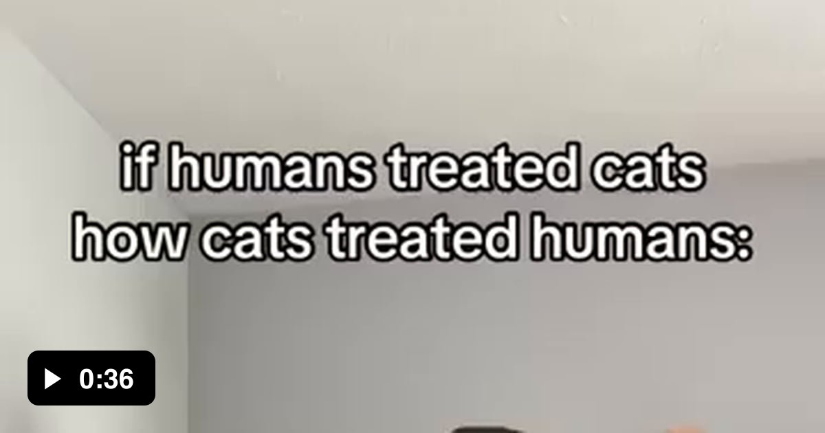 If humans treated cats, how cats treat humans ? - 9GAG